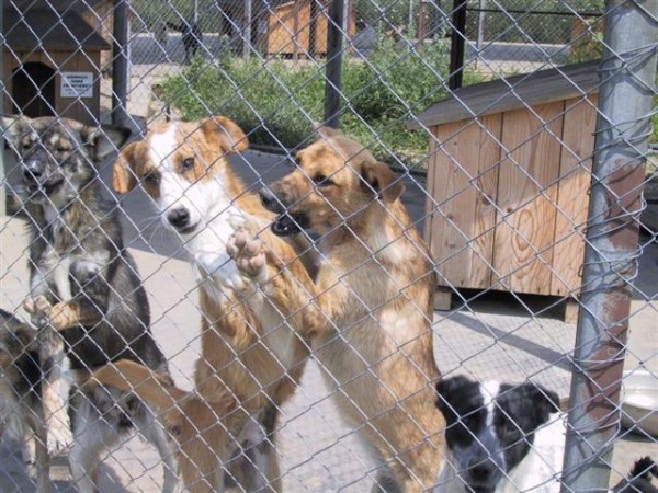 Barcellona Pozzo di Gotto: lotta al randagismo e tutela degli animali ...