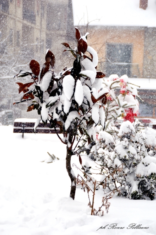 Bufera di neve a Gambarie: paesaggi incantevoli [FOTO]