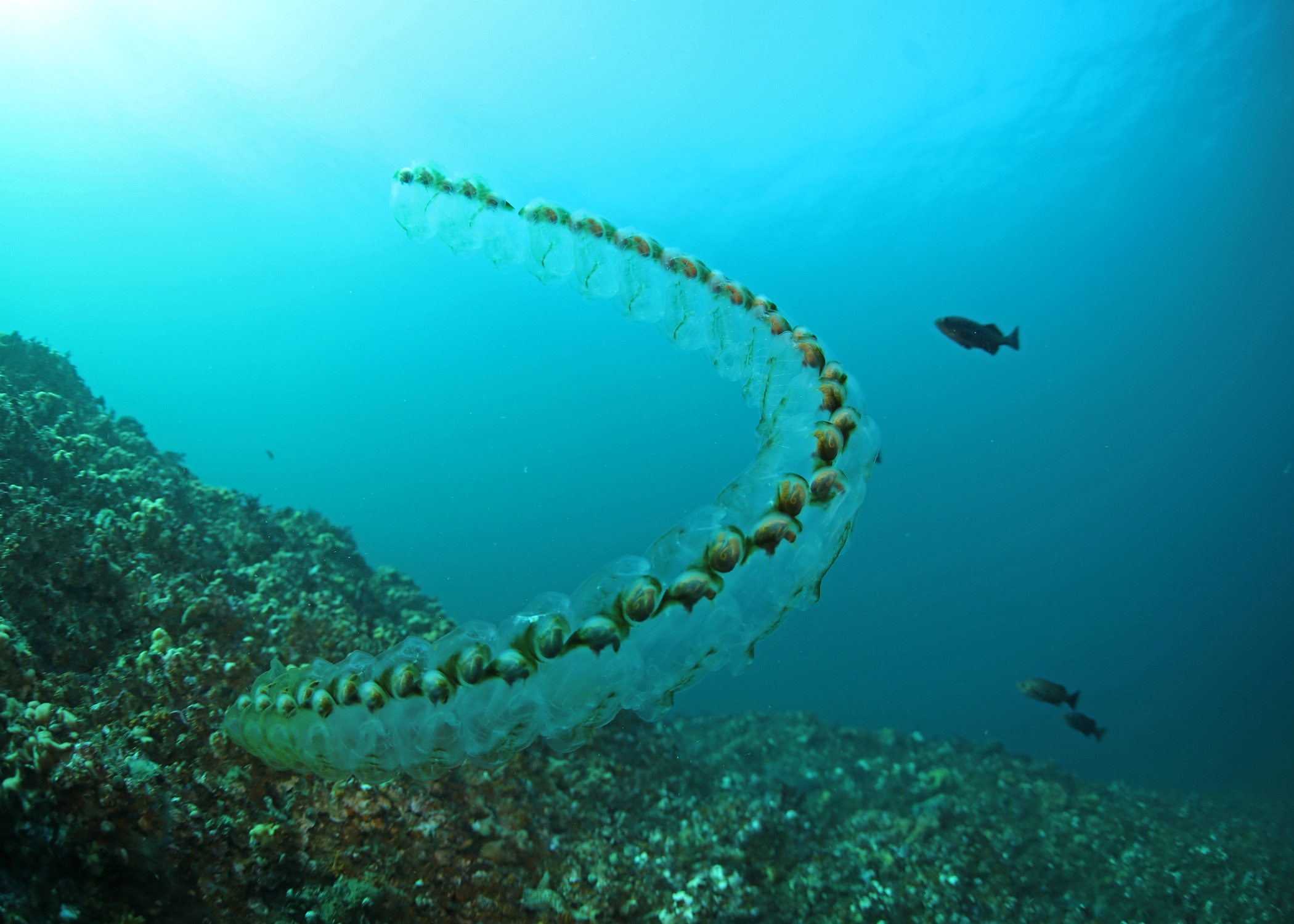 Biodiversità: scoperte cinque nuove specie di policheti pelagici mai ...