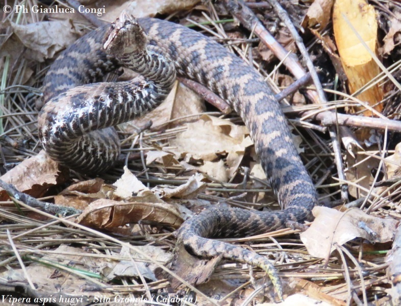 Calabria: 48enne morso da una vipera in Sila, sta bene