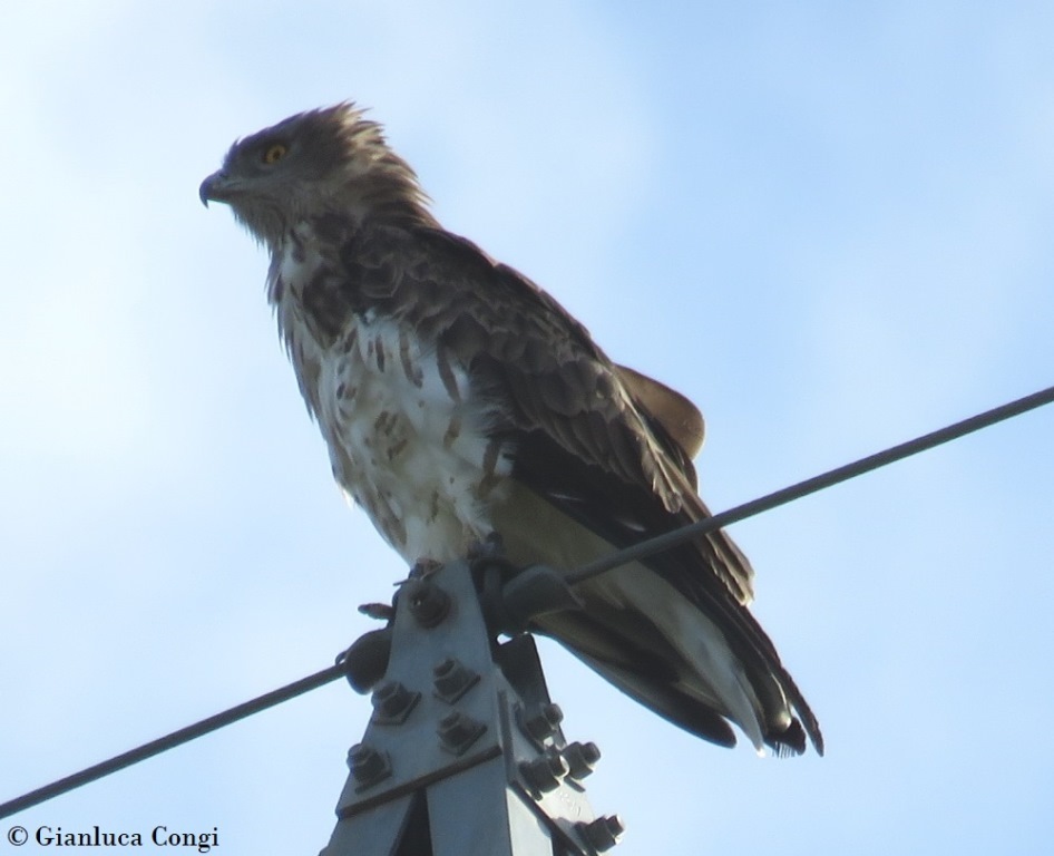 Il Biancone Circaetus gallicus nidifica sulla Sila Grande [FOTO]