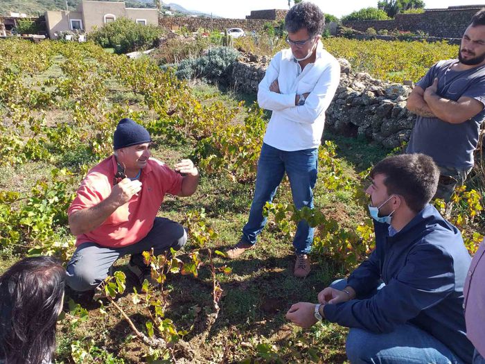 Pantelleria, la coltivazione della vite ad alberello: un patrimonio da ...