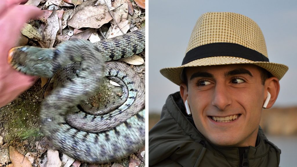 Sicilia, Sebastian Colnaghi documenta il raro morso della Natrice dal ...