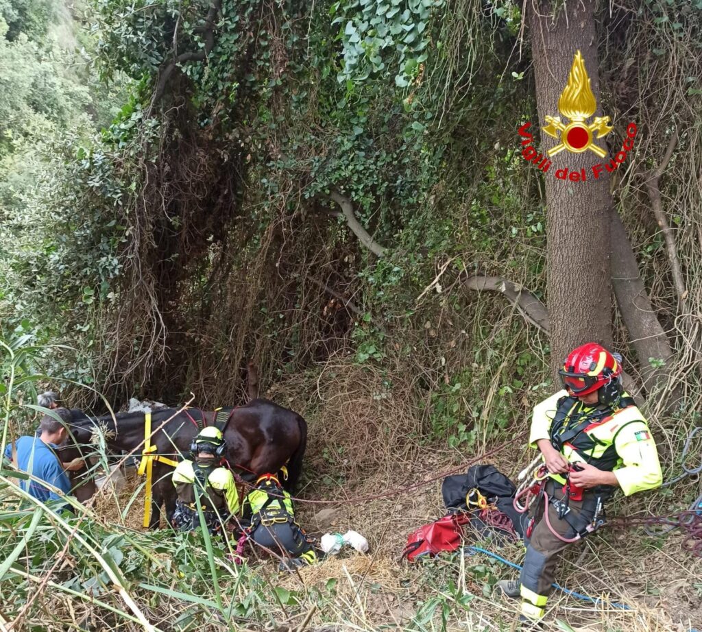 Crotone: cavallo cade in un dirupo in una zona impervia, sedato e ...