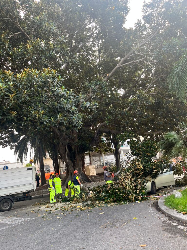 Reggio Calabria, rimosso il ramo caduto a piazza Indipendenza. L ...