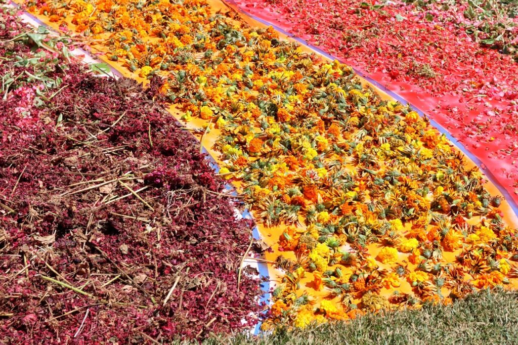 Infiorata Reggio Calabria, che bellezza: il Corso Garibaldi si colora!