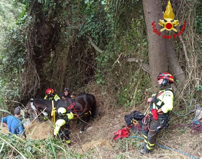 Palermo: cavallo cade in un dirupo, recuperato