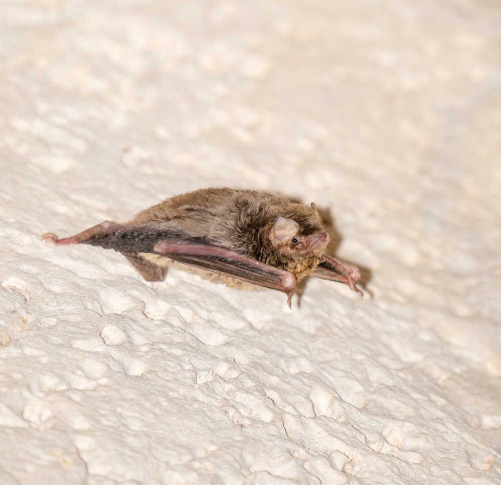 Eccezionale scoperta in Sicilia: identificato pipistrello mai visto